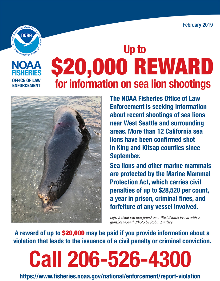 NOAA offering $20,000 reward for information on Sea Lion shootings ...